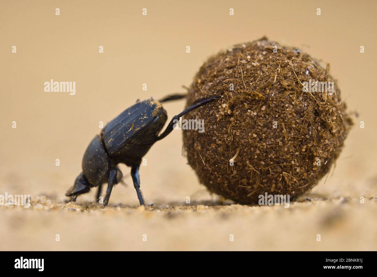 Dung beetle pushing dung ball hi-res stock photography and images - Alamy