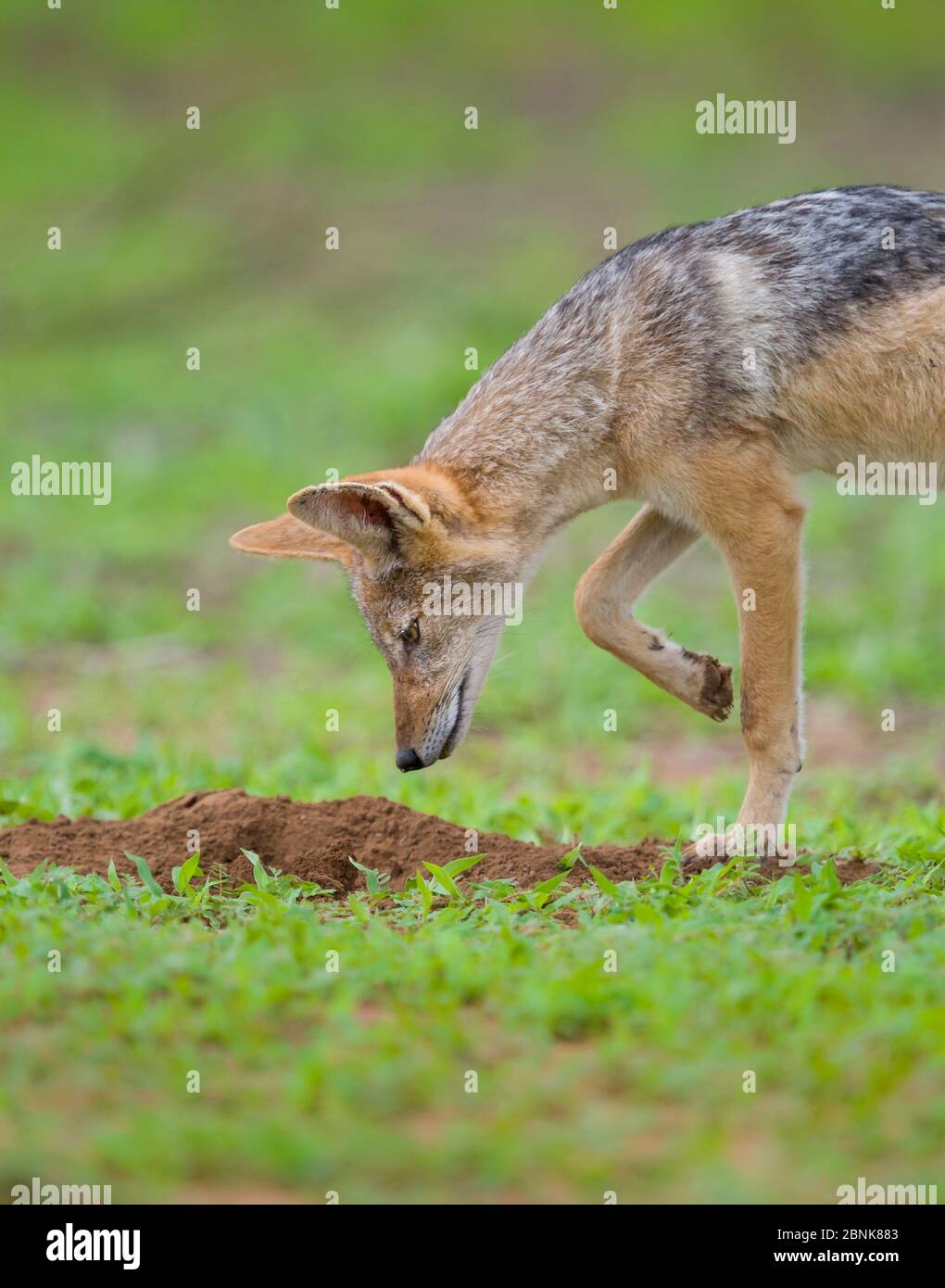 African moles hi-res stock photography and images - Alamy