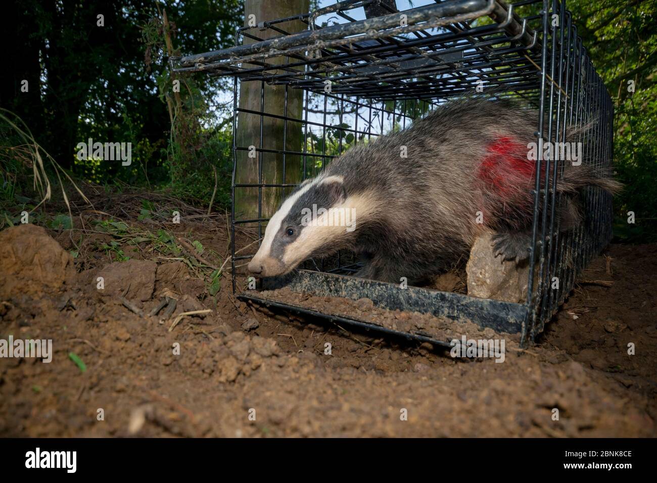 Cage trap hi-res stock photography and images - Alamy
