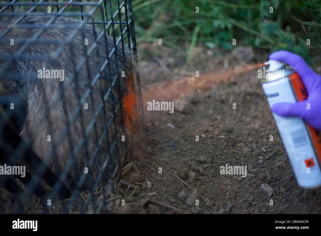 Defra Field Worker marks a European Badger (Meles meles) with spray ...