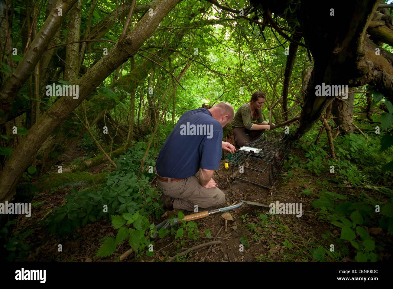 Defra Field Workers prepare a baited cage trap to catch a European ...