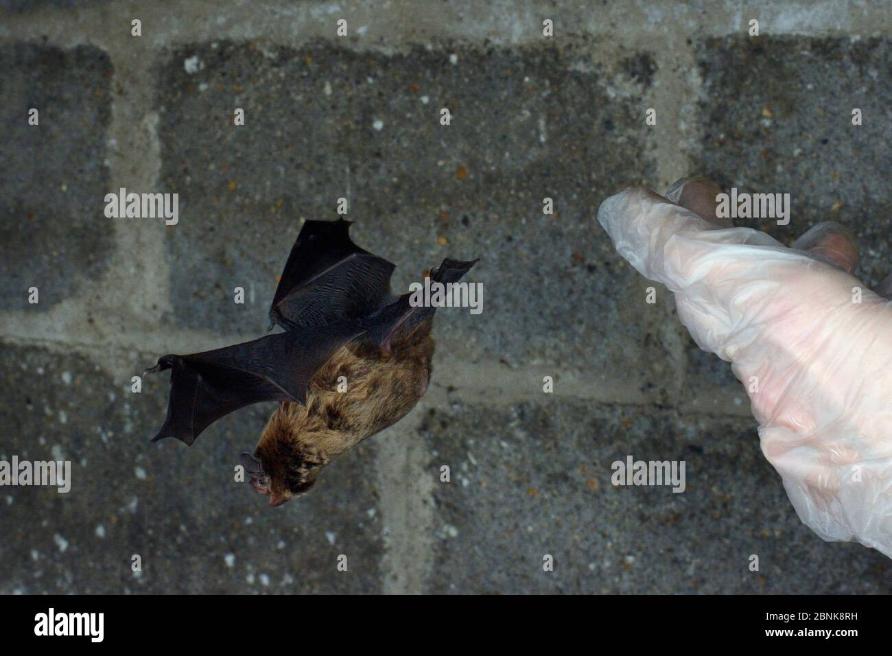 Rescued Leisler's bat / Lesser noctule (Nyctalus leisleri) having its ...