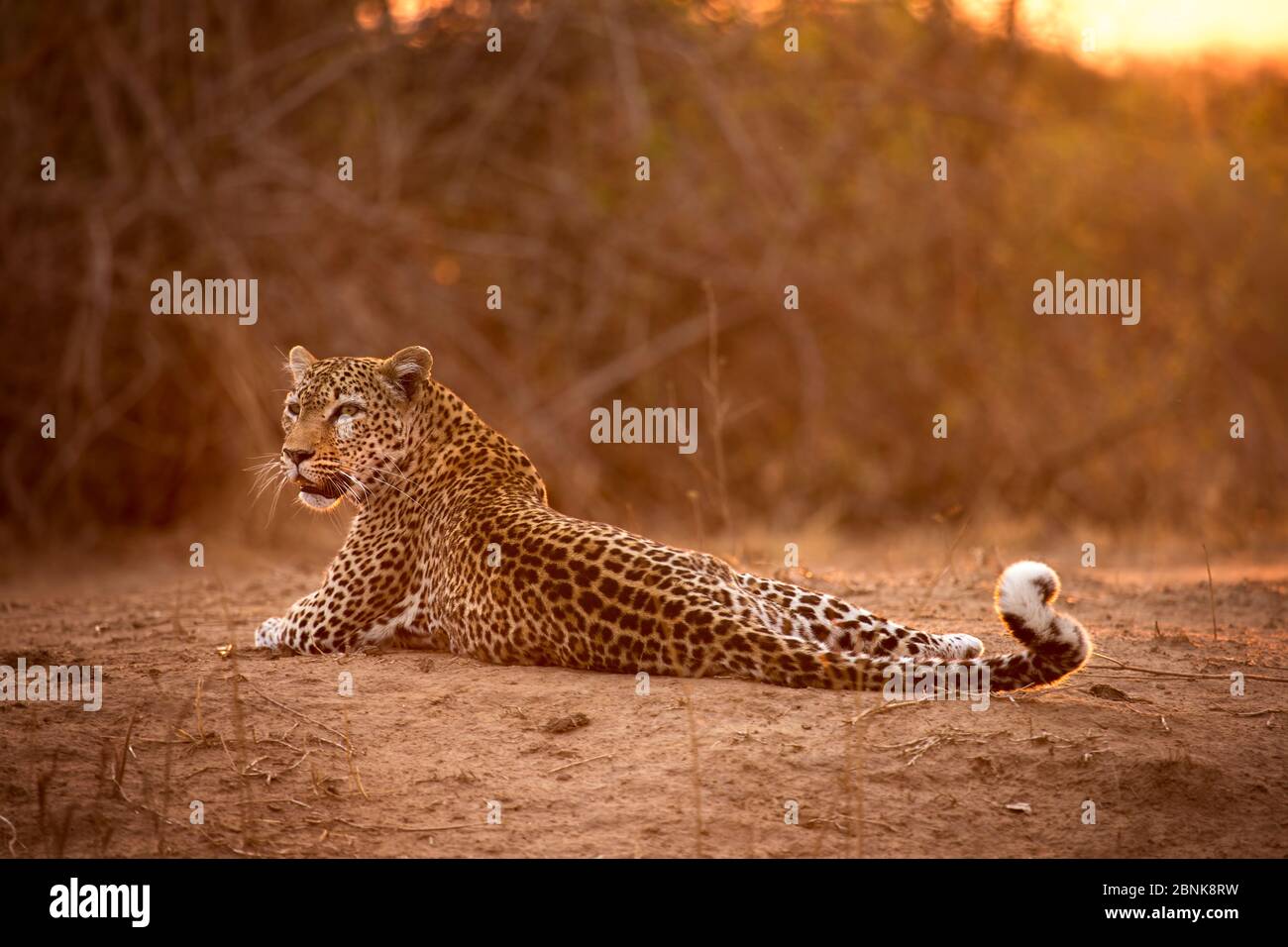 Leopard (Panthera pardus) resting in late evening light. Luangwa ...