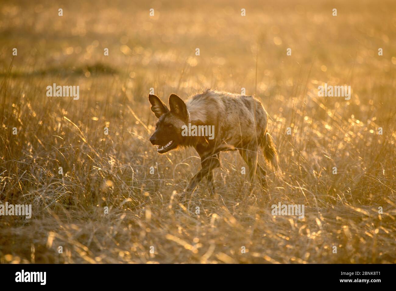 African hunting dog (Lycaon pictus) stalking in long grass. Liuwa ...