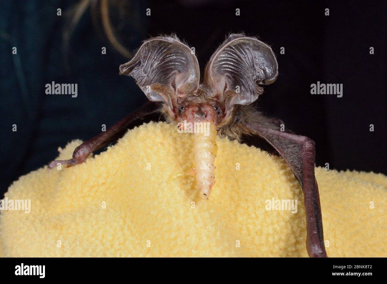Baby bats uk hi-res stock photography and images - Alamy