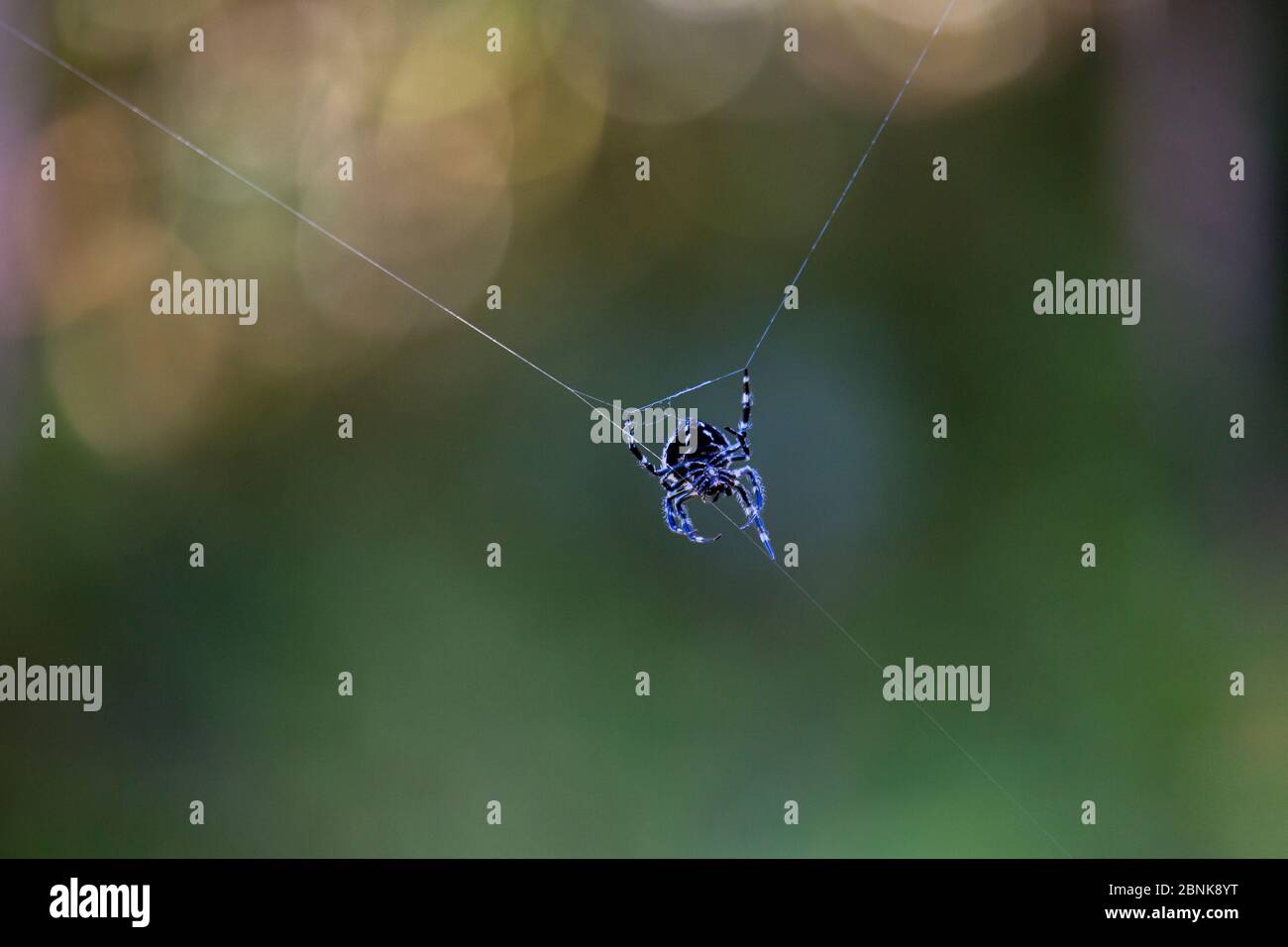 Darwin's bark spider (Caerostris darwini) builidng web. This spider can ...