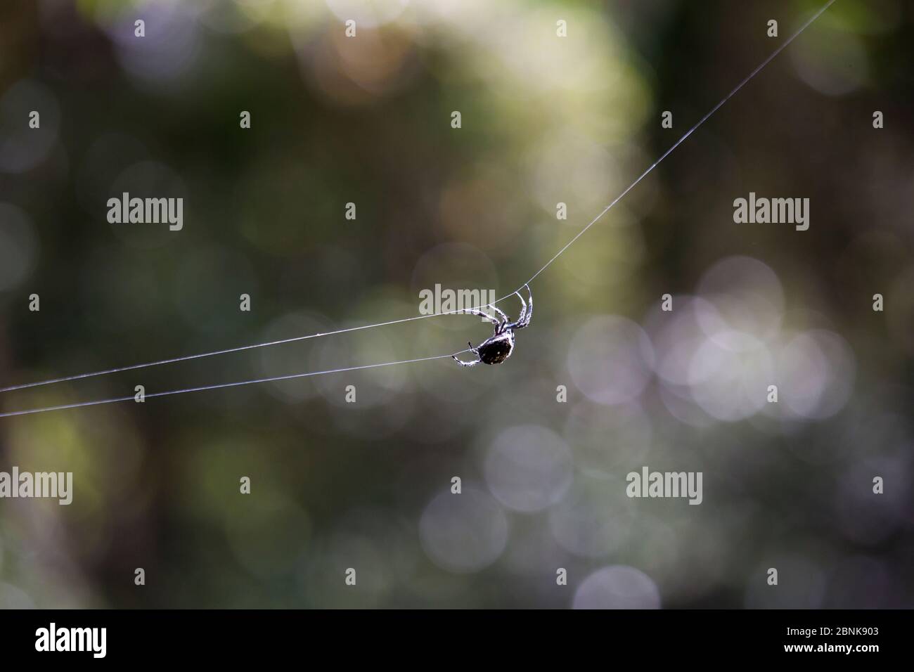 Darwin's bark spider (Caerostris darwini) female strengthening her ...
