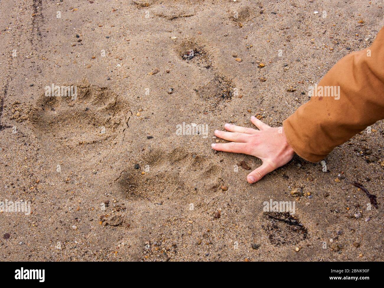 Polar bear (Ursus arctos) footprints with human hand for scale ...