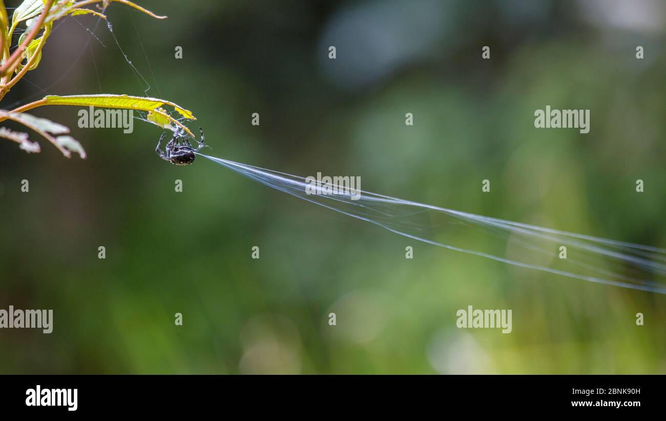 Darwin's bark spider (Caerostris darwini) spraying silk. This spider ...