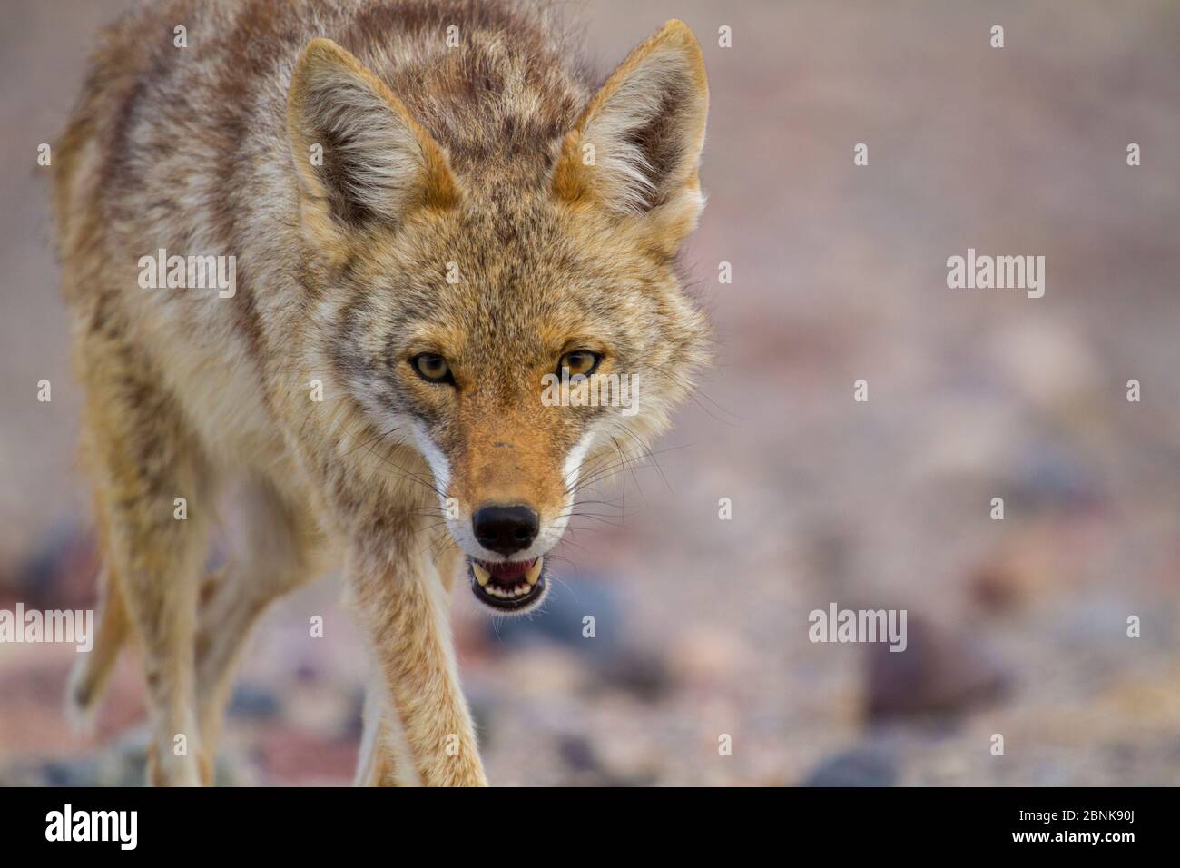 Death valley coyote hi-res stock photography and images - Alamy