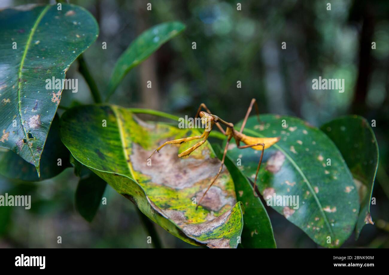Praying mantis nymph, Andasibe National Park, Madagascar Stock Photo ...
