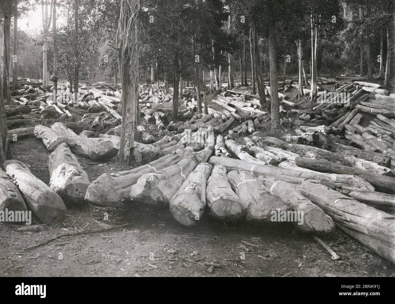 19th century logging hi-res stock photography and images - Alamy