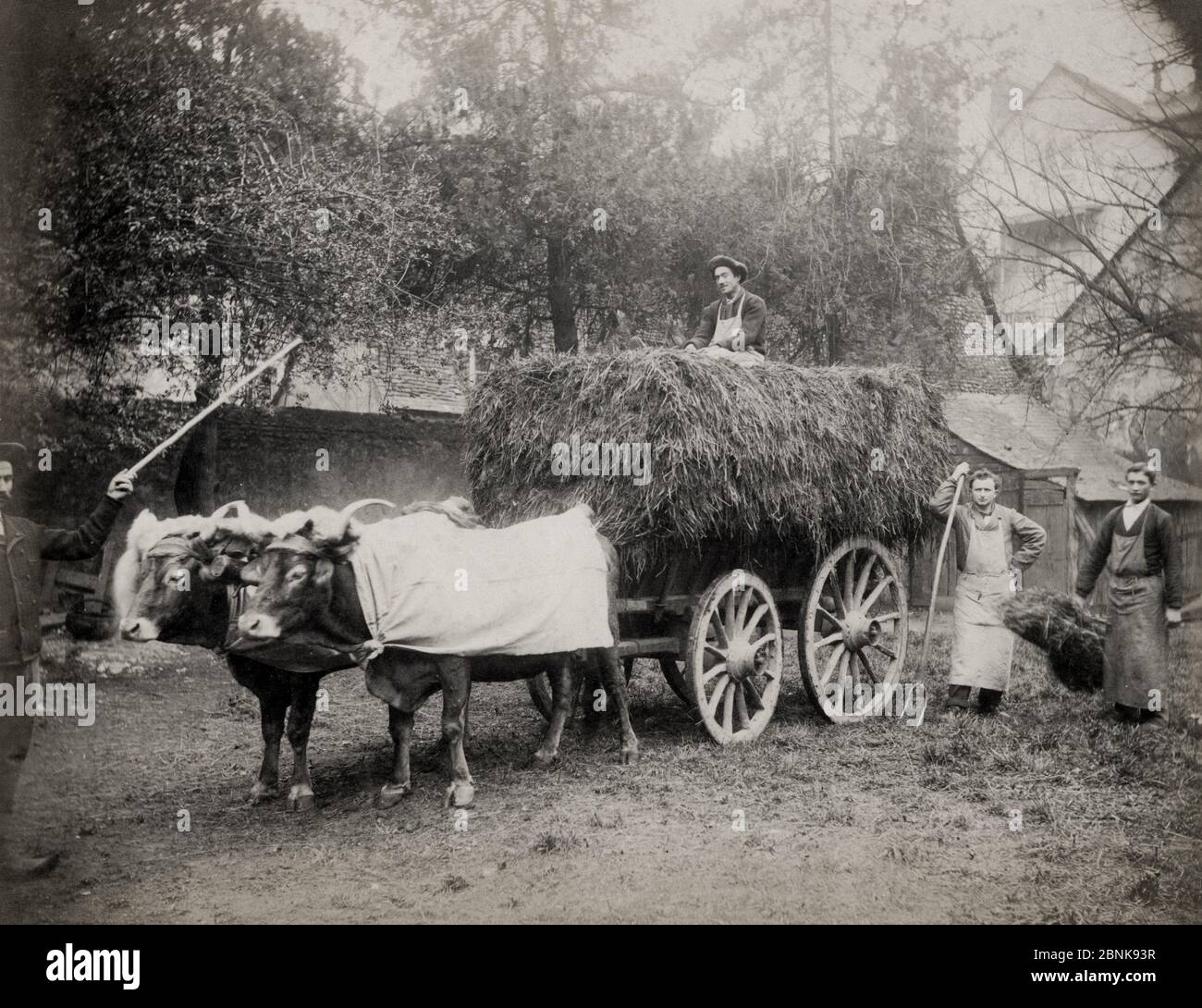 Farm ox cart loaded with hay, farm workers with pitchforks, European ...