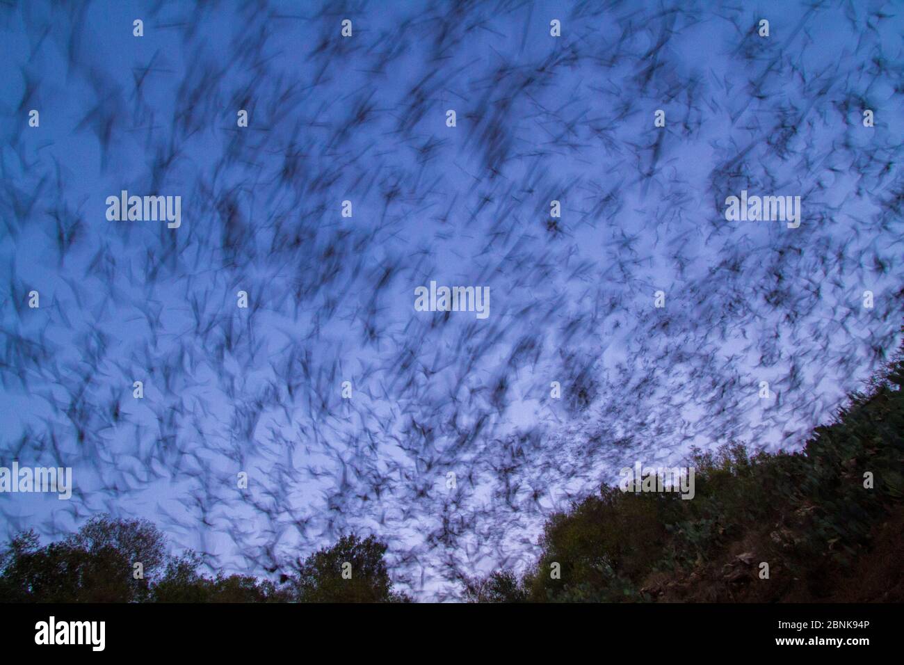 Mexican free-tailed bats (Tadarida brasiliensis) leaving Bracken Cave ...