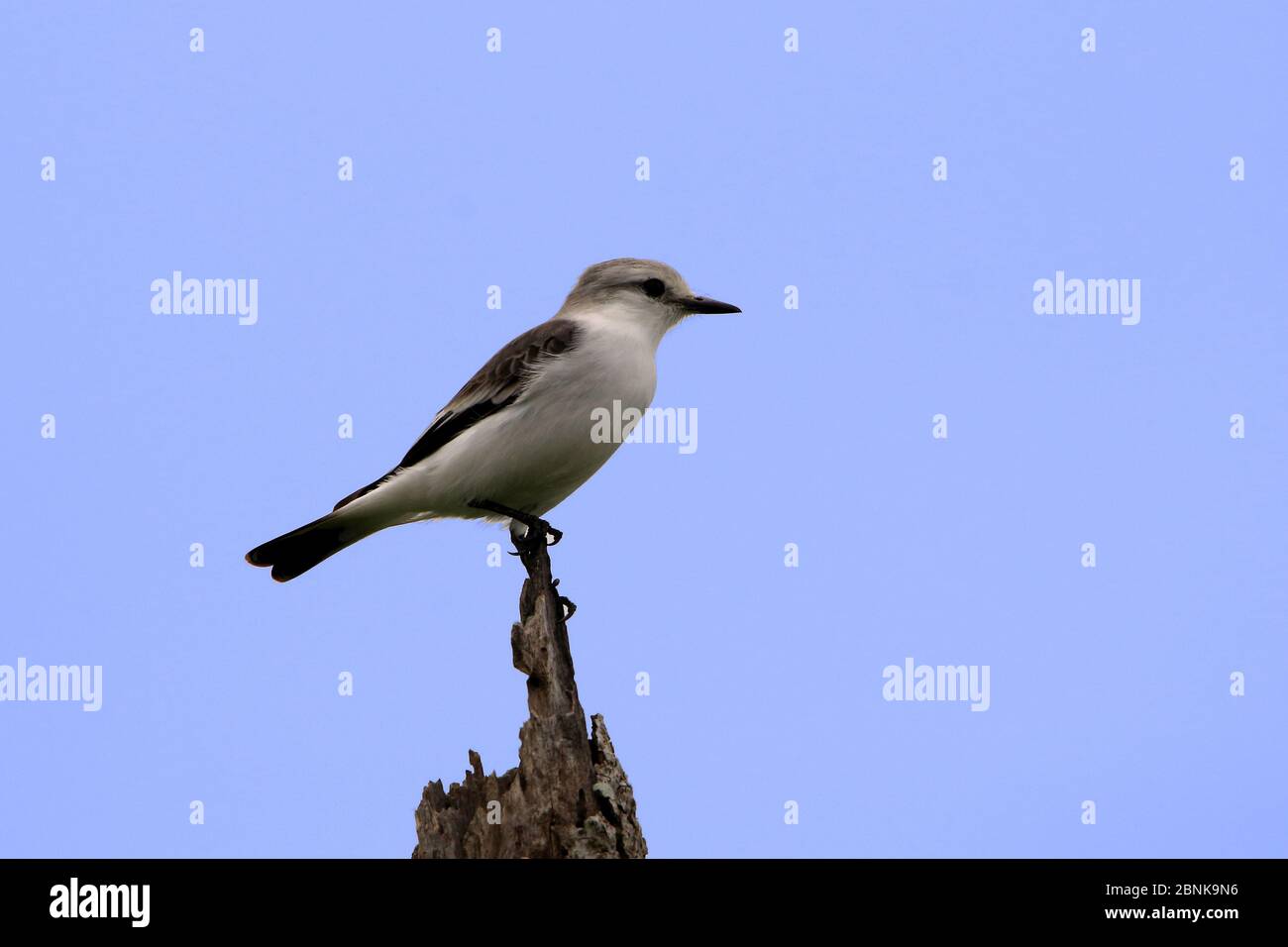 White-rumped Monjita (Xolmis velatus) perched on a branch under the ...