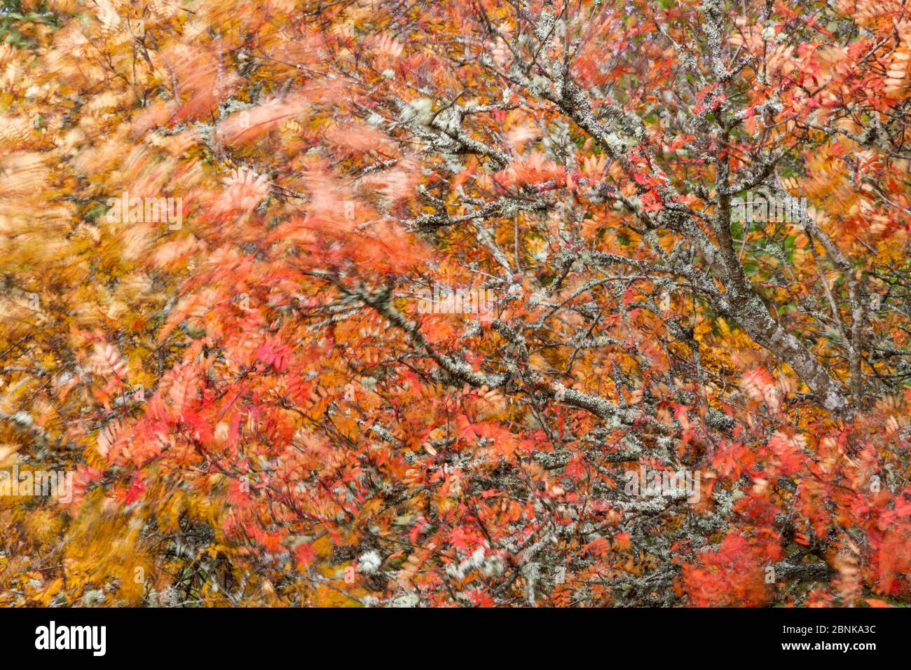 Tree leaves blowing hi-res stock photography and images - Alamy