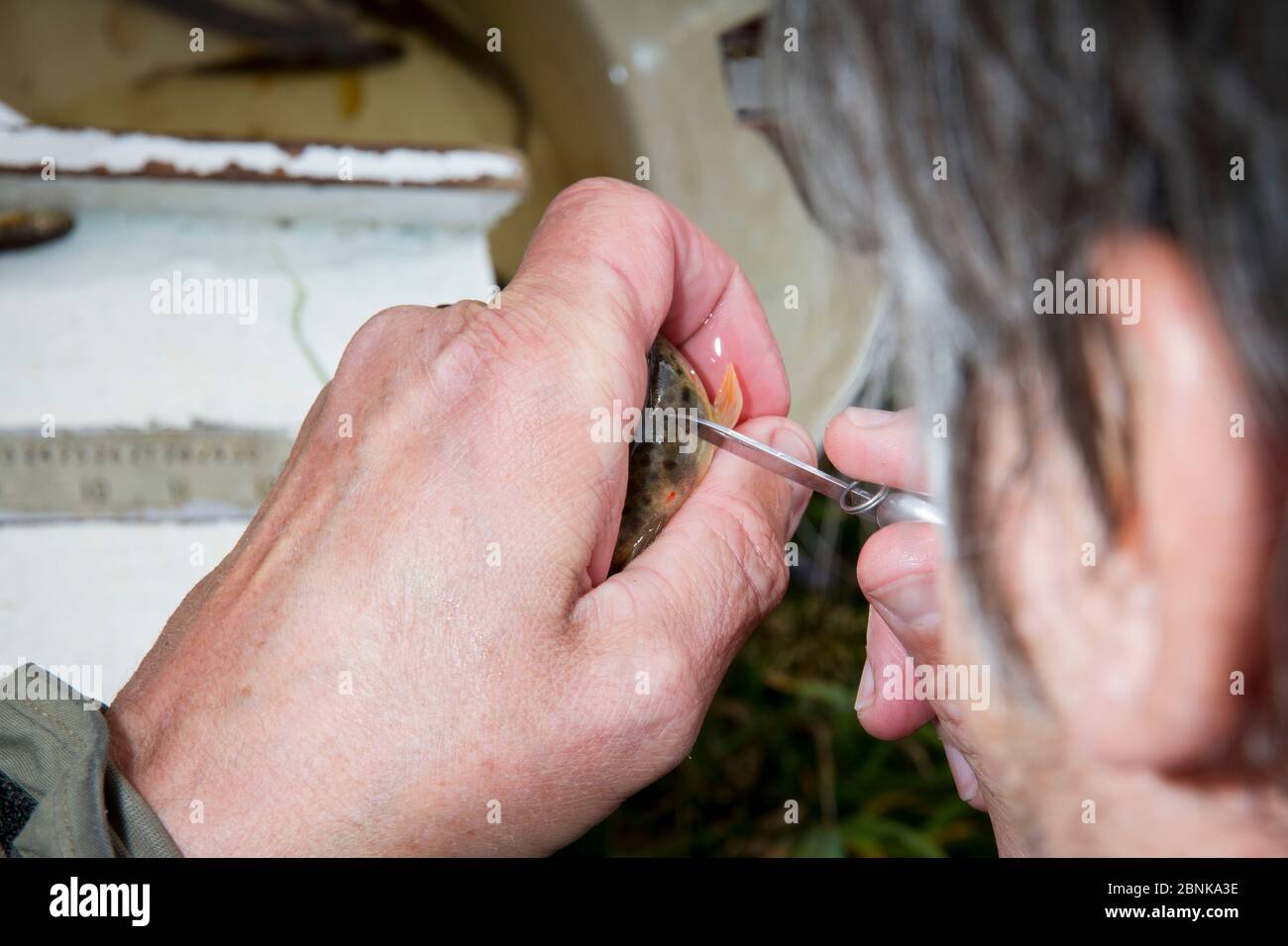 Atlantic salmon parr fish hi-res stock photography and images - Alamy