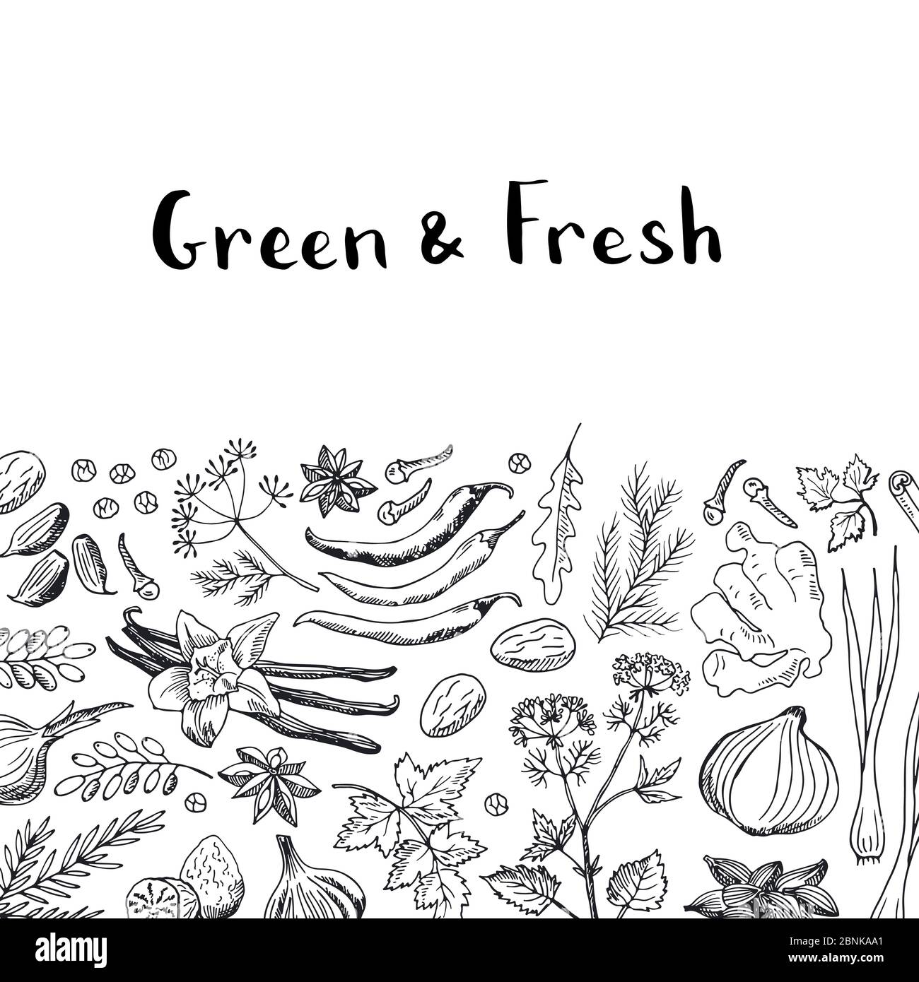 Vector hand drawn herbs and spices background with place for text ...