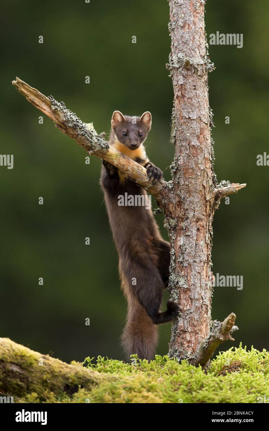 Mark hamblin pine marten hi-res stock photography and images - Alamy