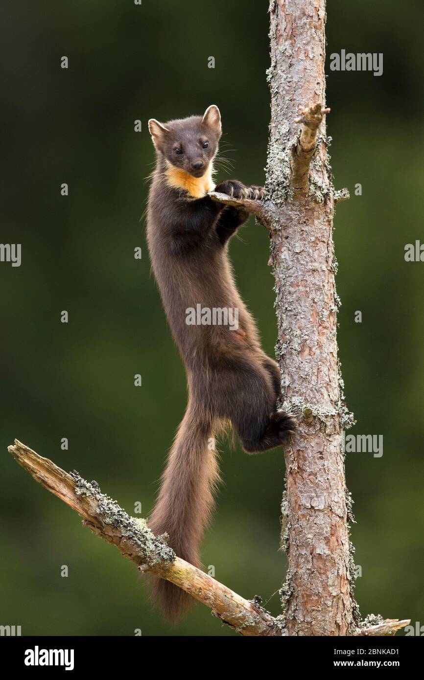 Mark hamblin pine marten hi-res stock photography and images - Alamy