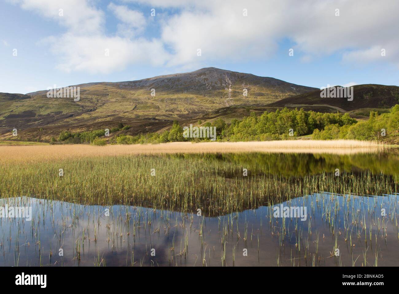 Mixed habitat of loch, reedbed, woodland, heather moorland and mountain ...