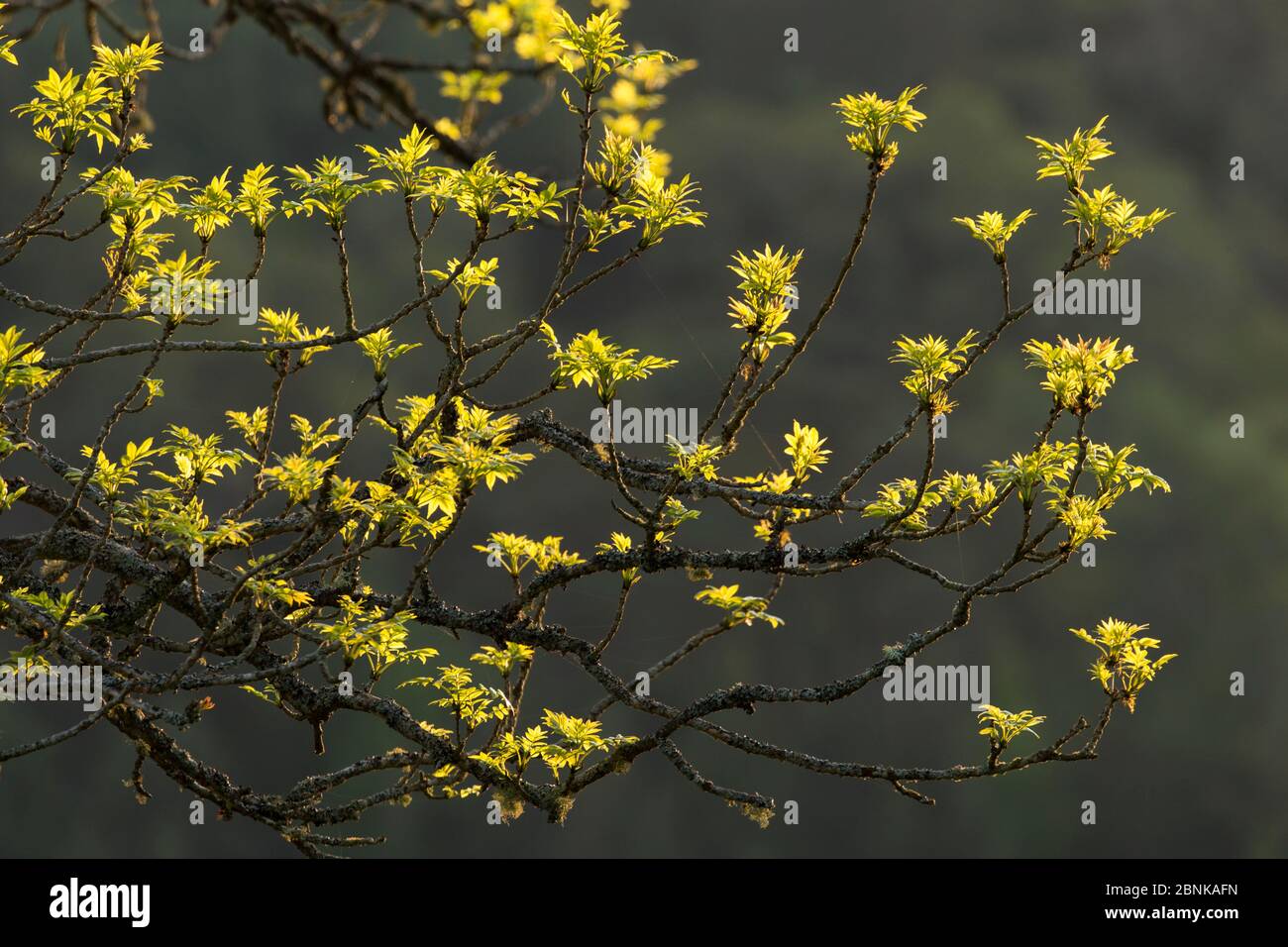 Ash leaves (Fraxinus excelsior) fresh foliage in spring, Perthshire ...