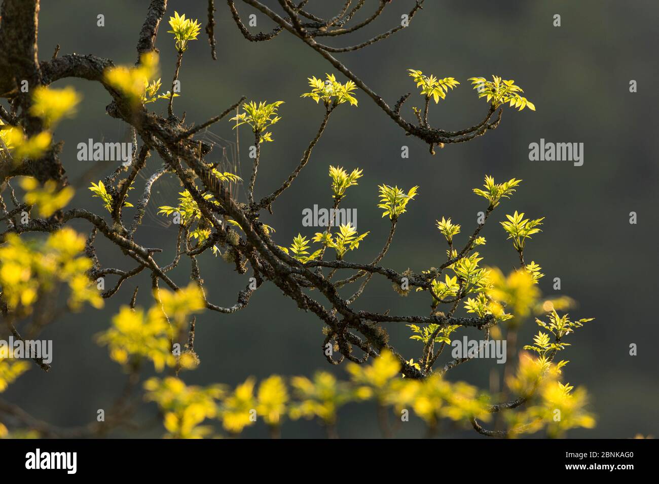 Leaves fraxinus excelsior hi-res stock photography and images - Alamy