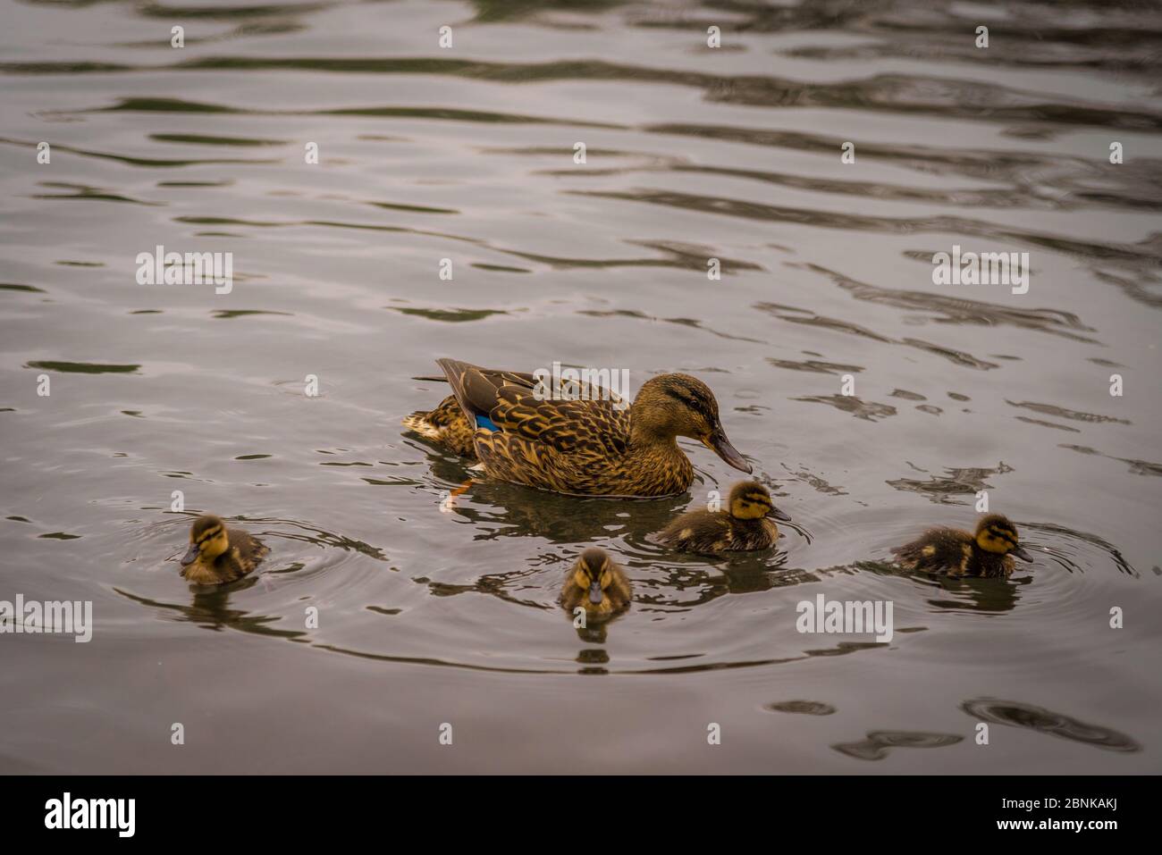 Mom protection hi-res stock photography and images - Alamy