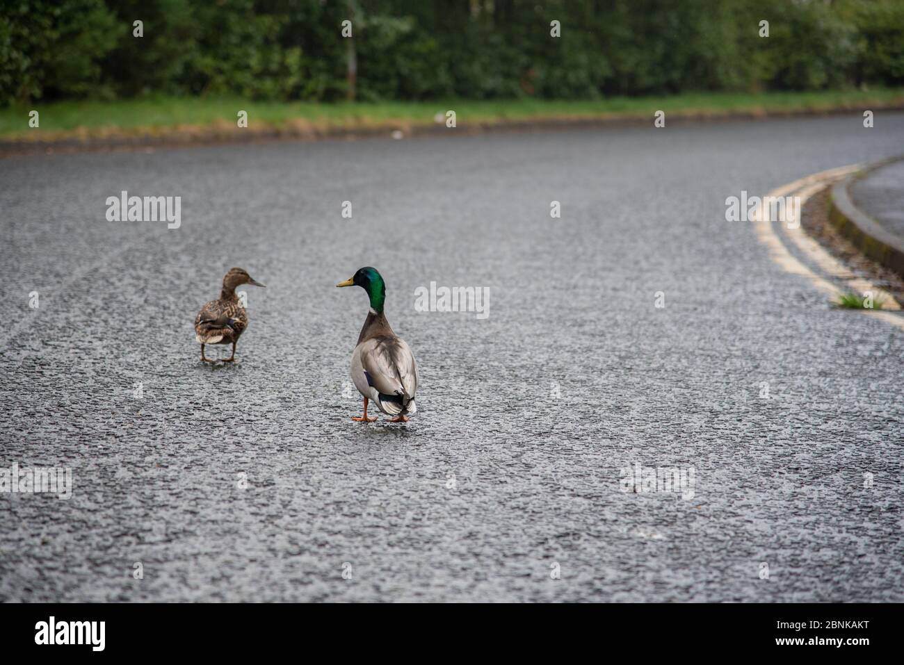 Ducks crossing road uk hi-res stock photography and images - Alamy
