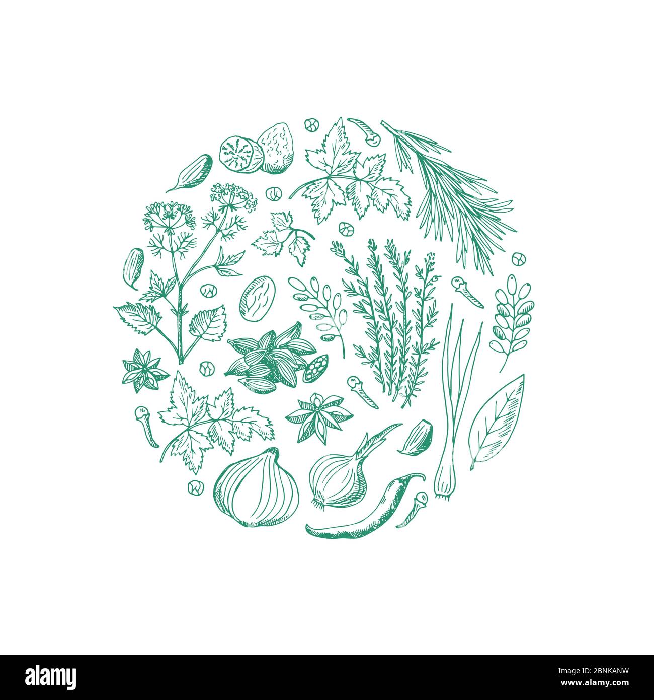 Vector hand drawn herbs and spices in circle shape illustration Stock ...