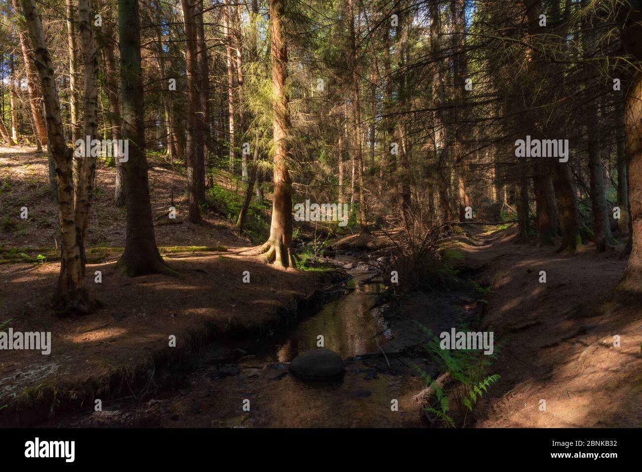 Forest path in the morning, spring, Scotland Stock Photo - Alamy