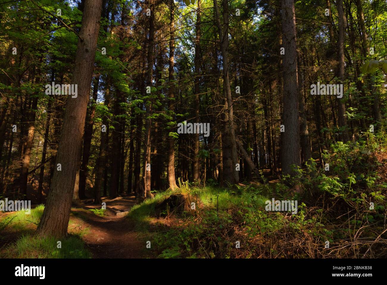 Forest path in the morning, spring, Scotland Stock Photo - Alamy