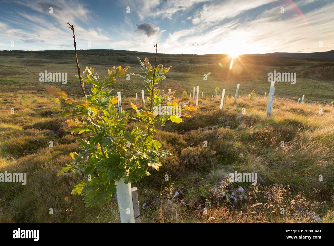 Oak sapling (Quercus robor) growing in tree guard on newly planted area ...