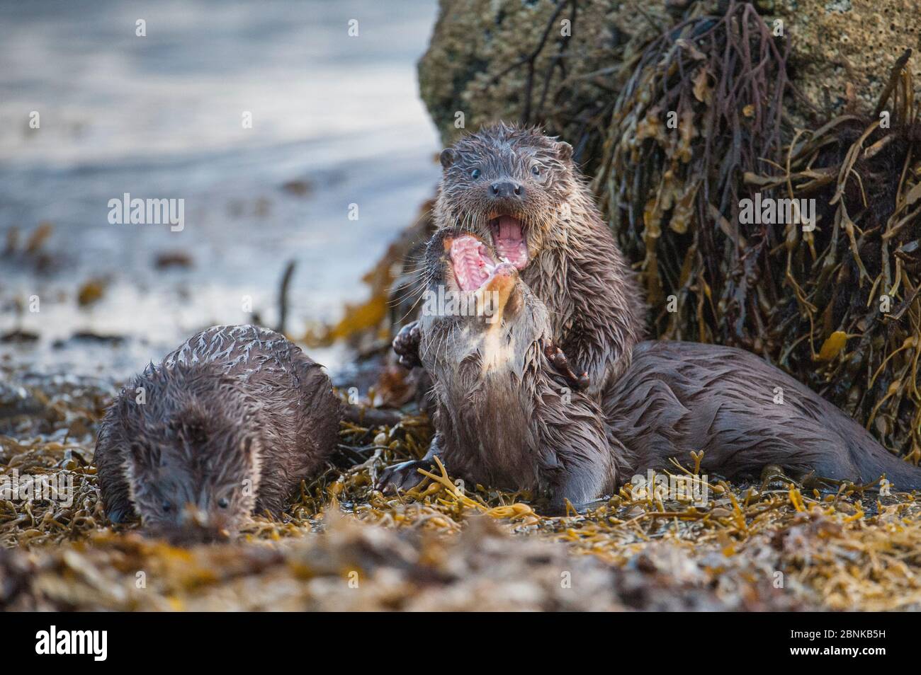 Otter Cubs Uk High Resolution Stock Photography and Images - Alamy