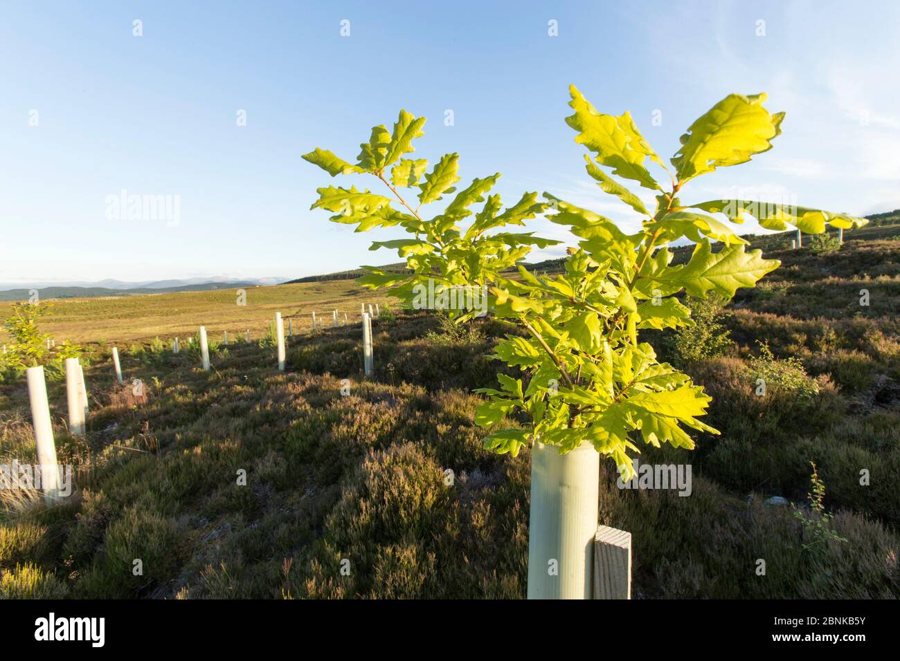 Oak sapling (Quercus robor) growing in tree guard on newly planted area ...