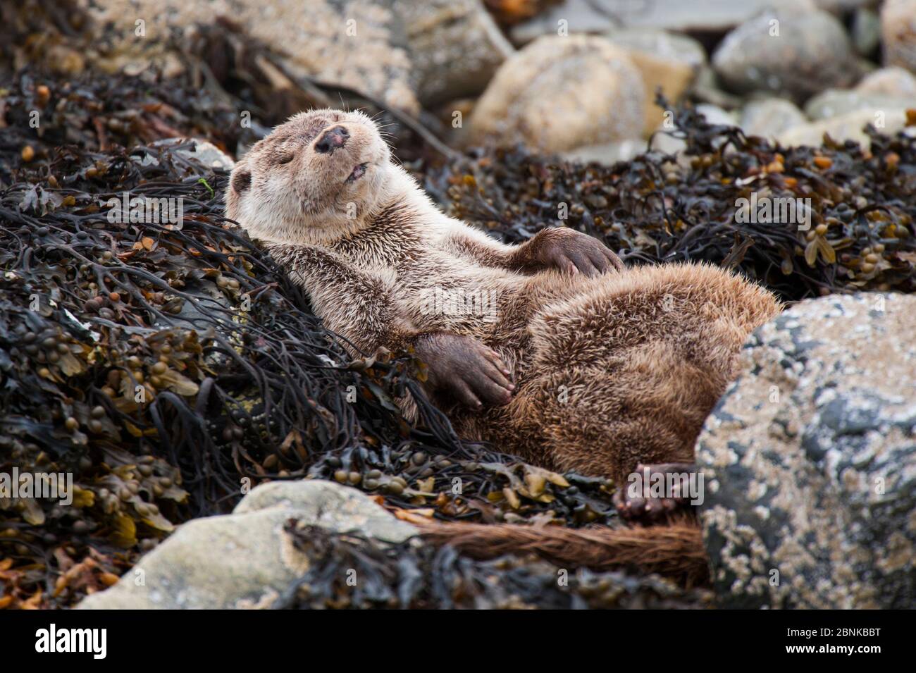 European river otter (Lutra lutra) sleeping on rocky shore, Shetland, Scotland, UK, July Stock ...