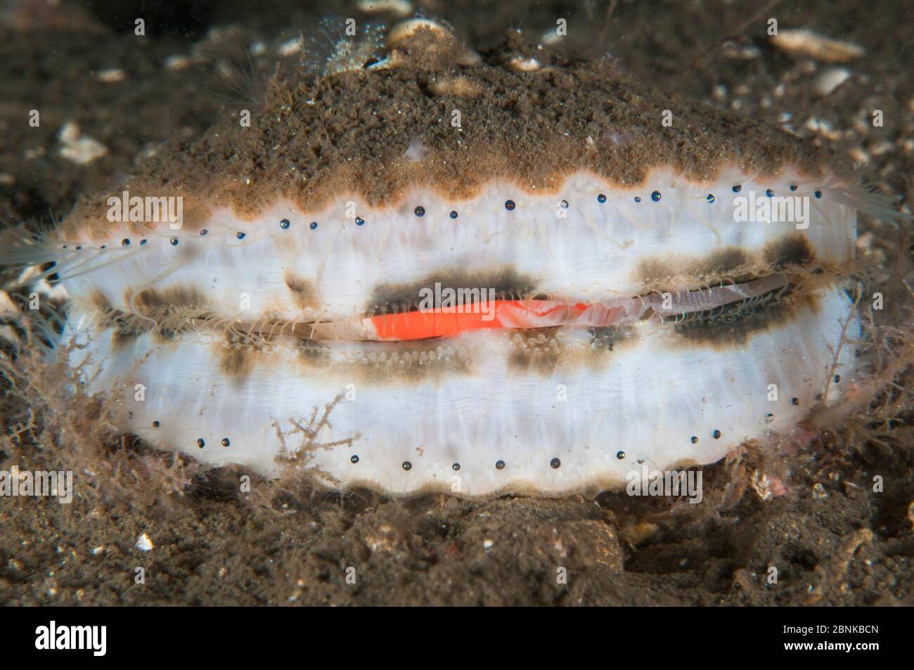 Chlamys opercularis hi-res stock photography and images - Alamy