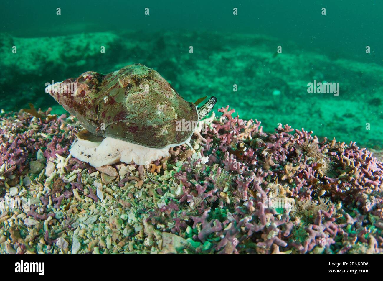 Maerl bed hi-res stock photography and images - Alamy