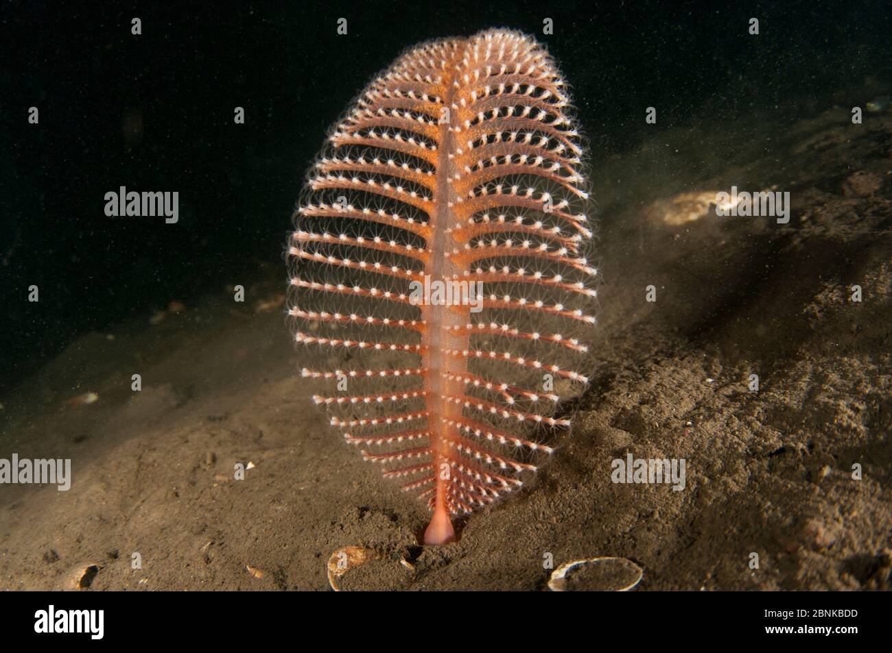 Pennatula phosphorea hi-res stock photography and images - Alamy