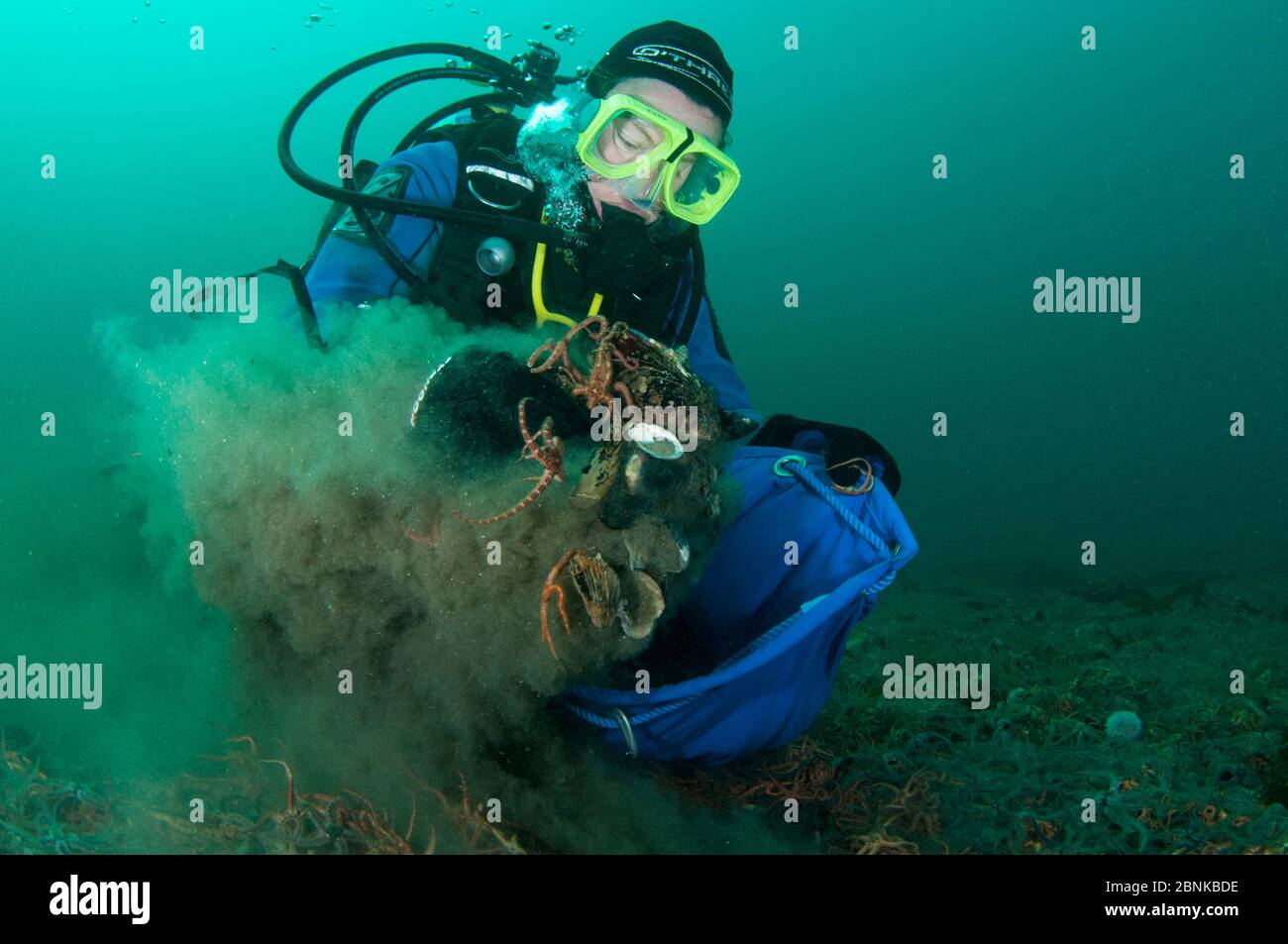 Modiolus hi-res stock photography and images - Alamy