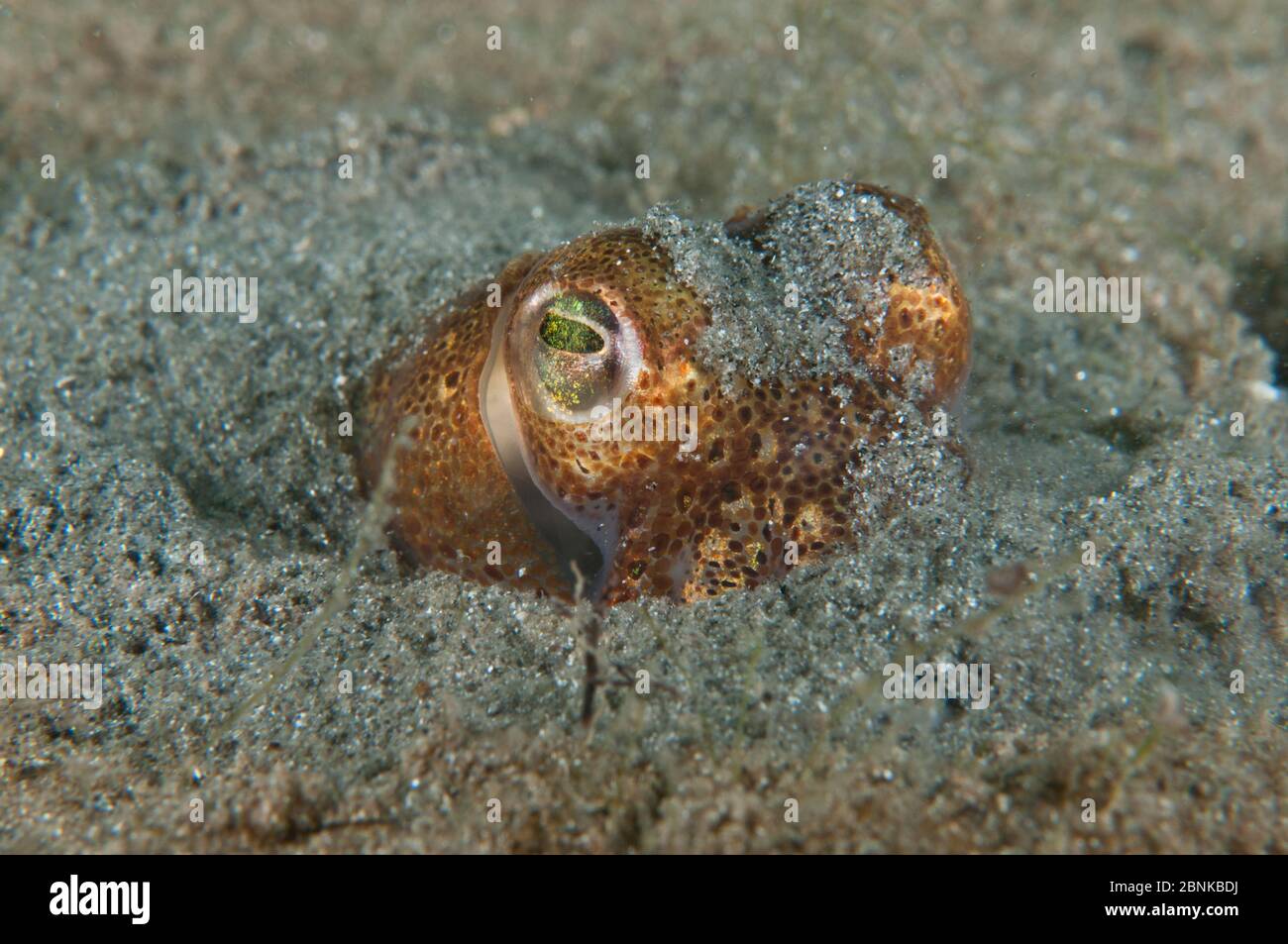 Little cuttlefish (Sepiola atlantica) buried in sand, Scotland, UK ...