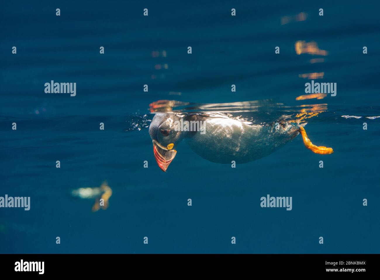 Atlantic puffin (Fratercula arctica) about to dive underwater, North ...