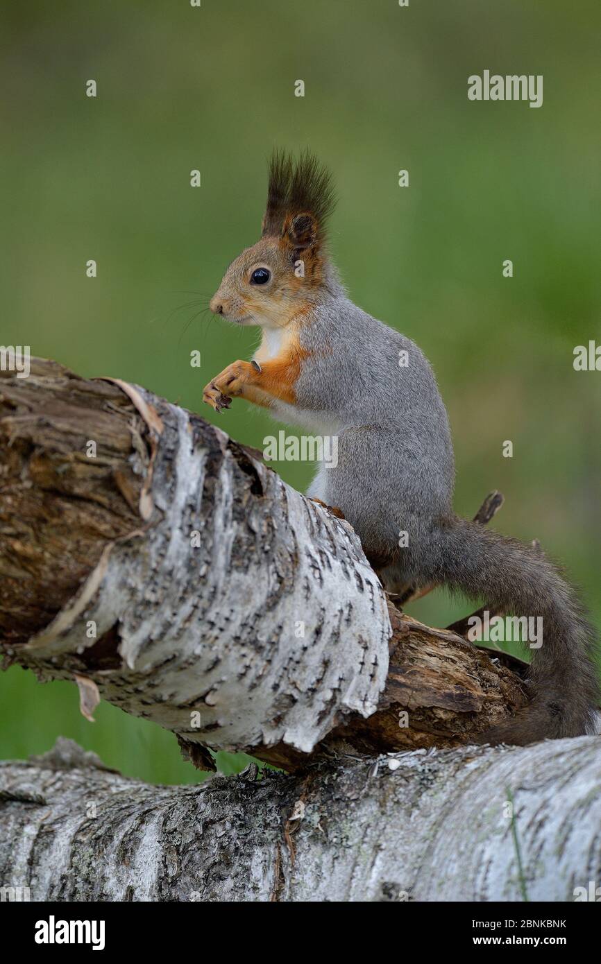 Eurasian red squirrel (Sciurus vulgaris) on branch, Finland, April ...