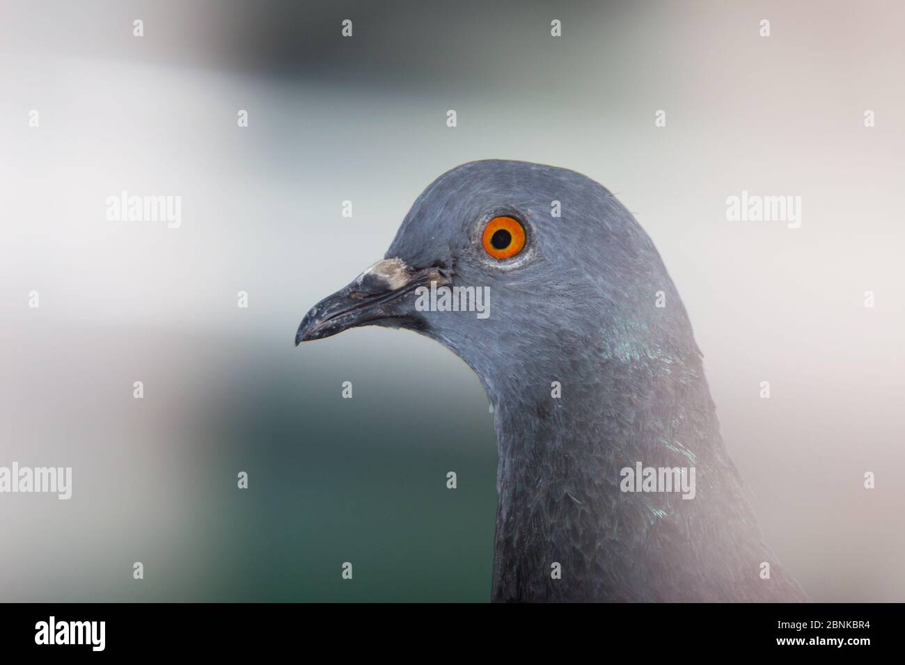Beautiful common pigeon hi-res stock photography and images - Alamy