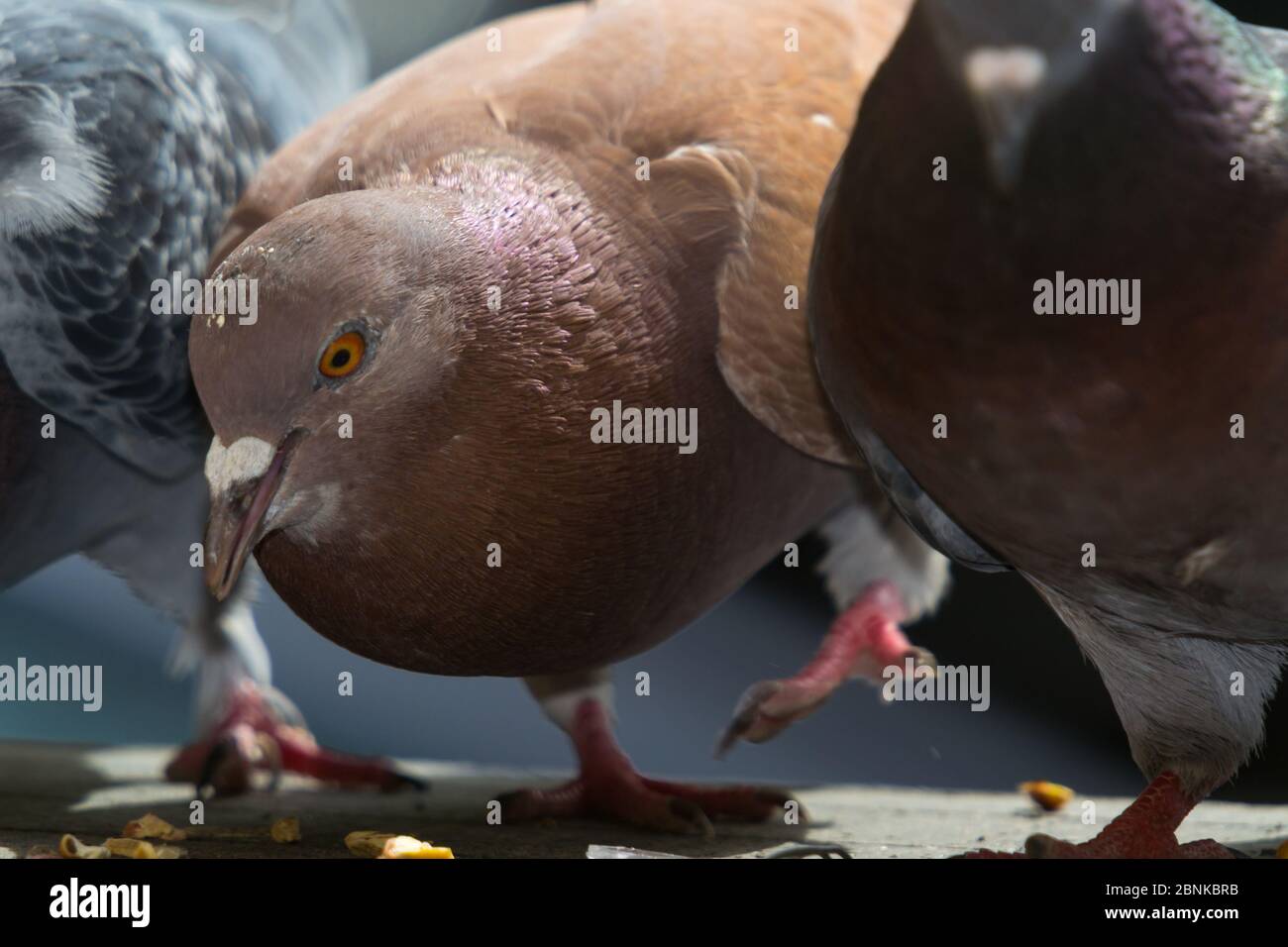 Beautiful common pigeon hi-res stock photography and images - Alamy