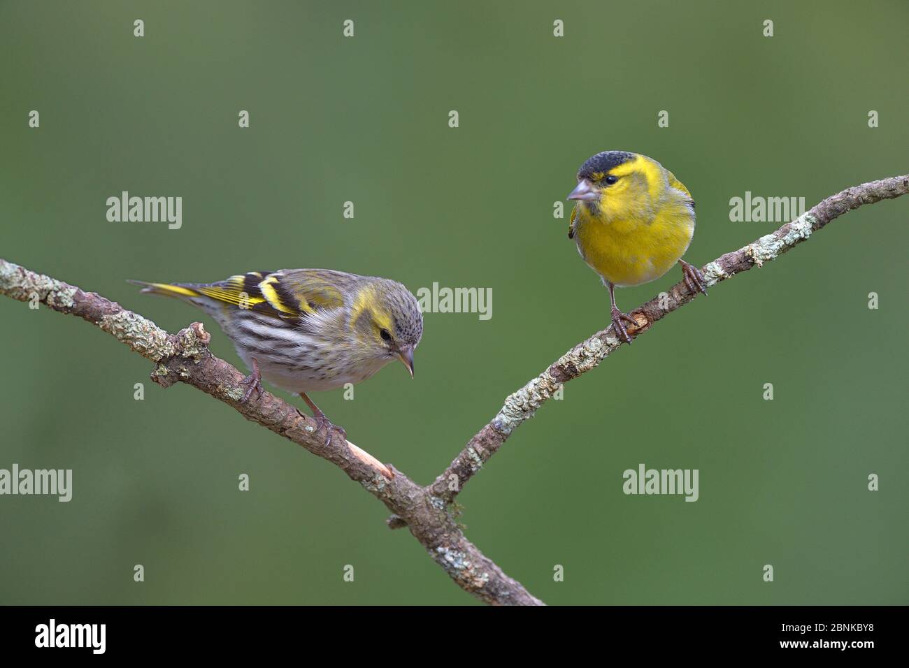 Eurasia siskin (Carduelis spinus) male female pair, Loire Atlantique ...