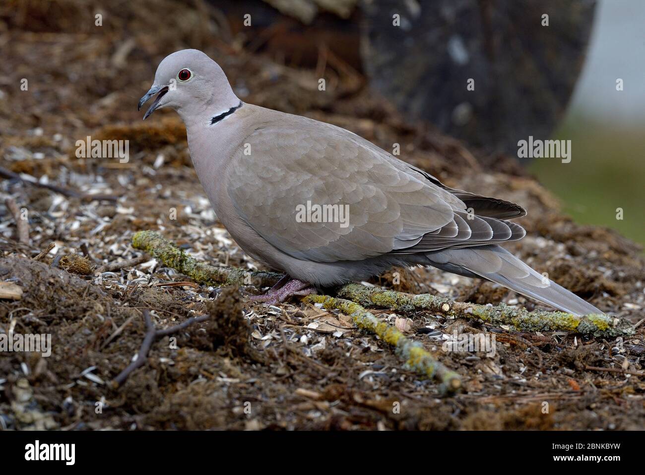 Indian turtle dove hi-res stock photography and images - Alamy