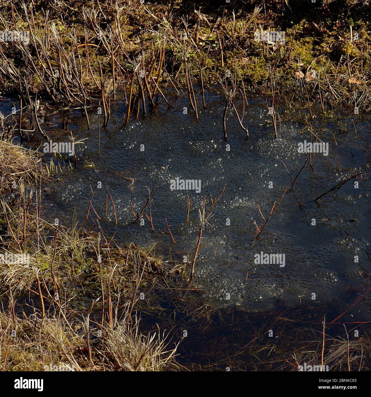 Common frog (Rana temporaria) eggs in pond, North Finland, April Stock ...