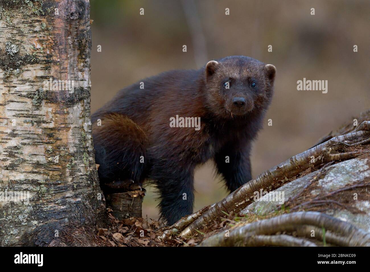 Wolverine glutton carcajou gulo gulo hi-res stock photography and ...