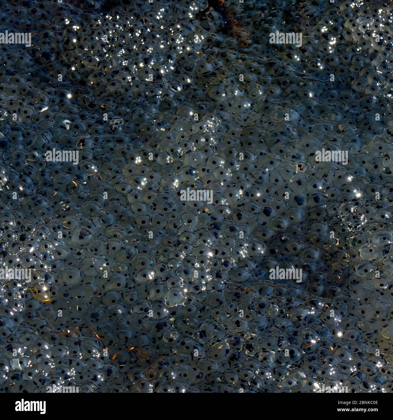 Common frog (Rana temporaria) eggs in pond, North Finland, April Stock ...